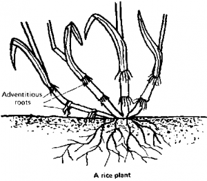 Types of Roots & Insectivorous Plants | Civil Services Preparation ...